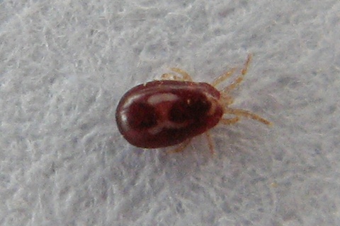 Chicken Mites Infestation and Identification - Back Roads Living