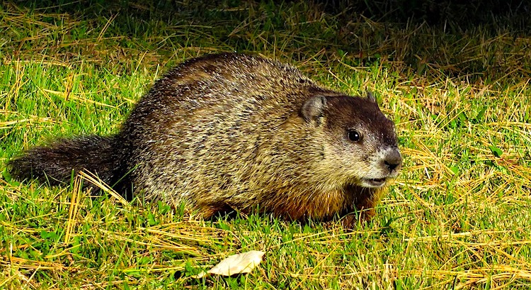 Groundhog Repellent And Natural Solutions Back Roads Living